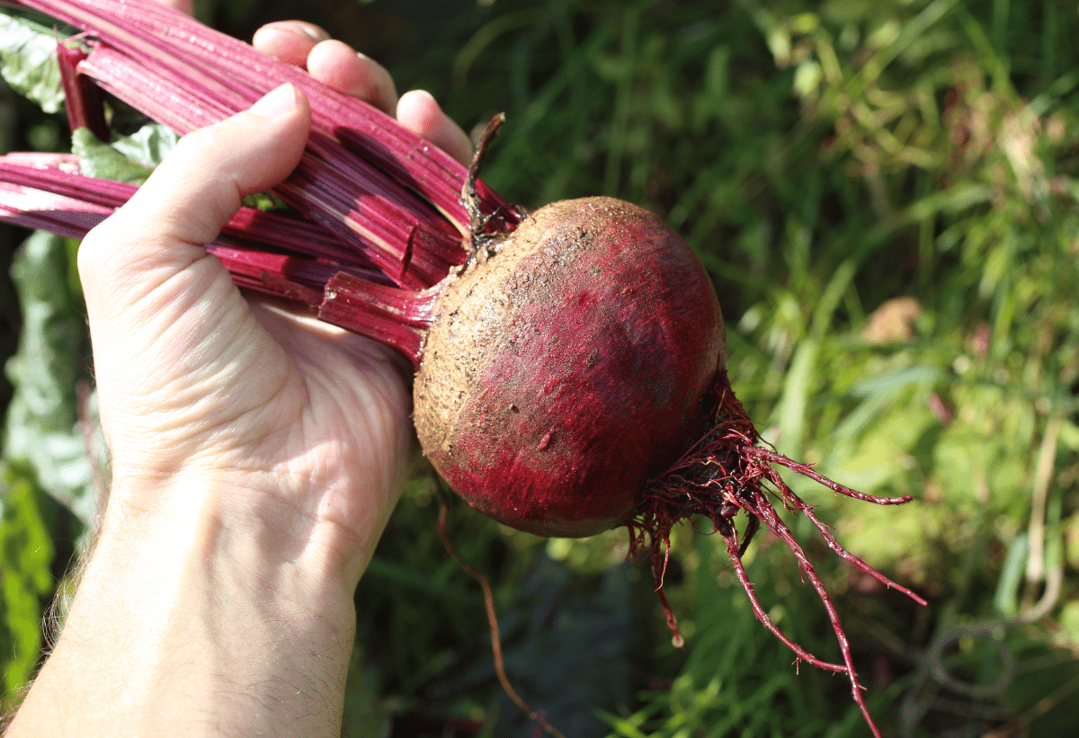 Les Jardins de Priape - Norabio