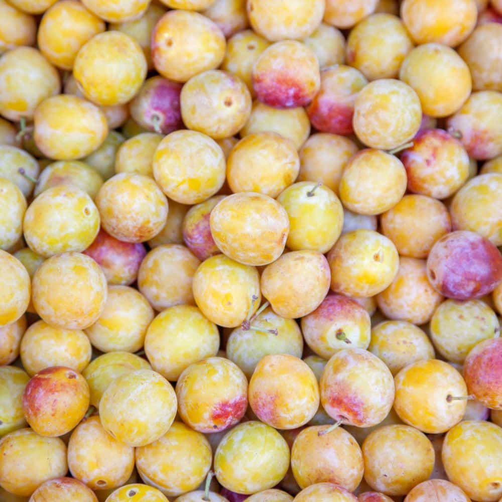 Prune - Norabio