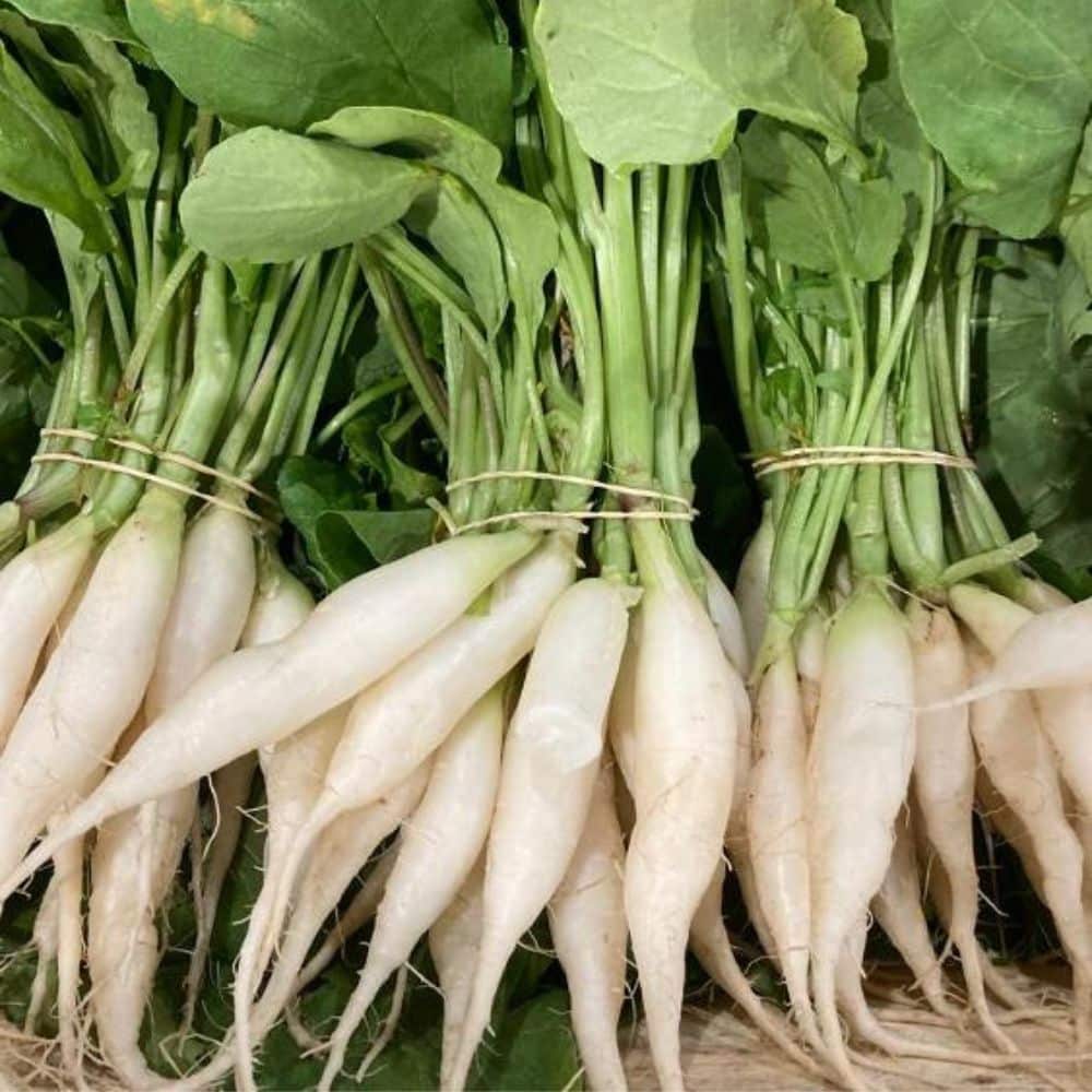 Radis botte - Norabio