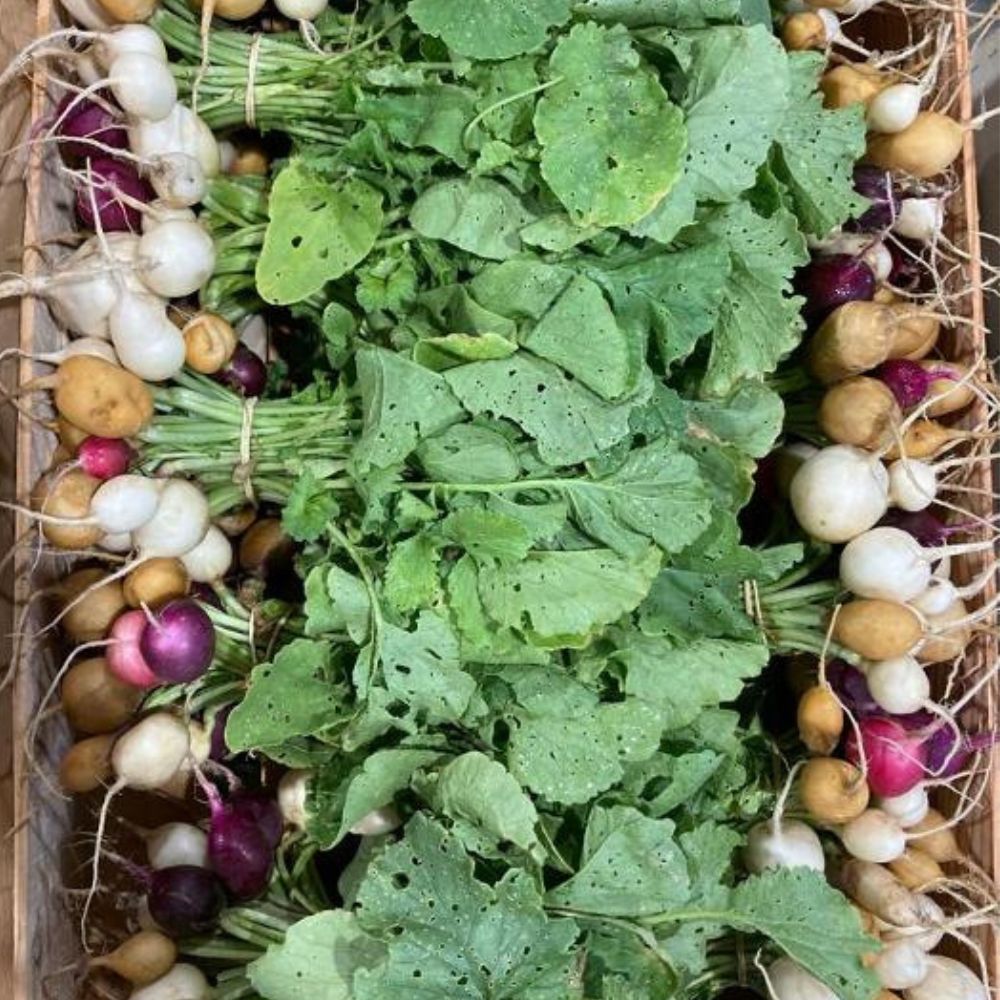 Radis botte - Norabio