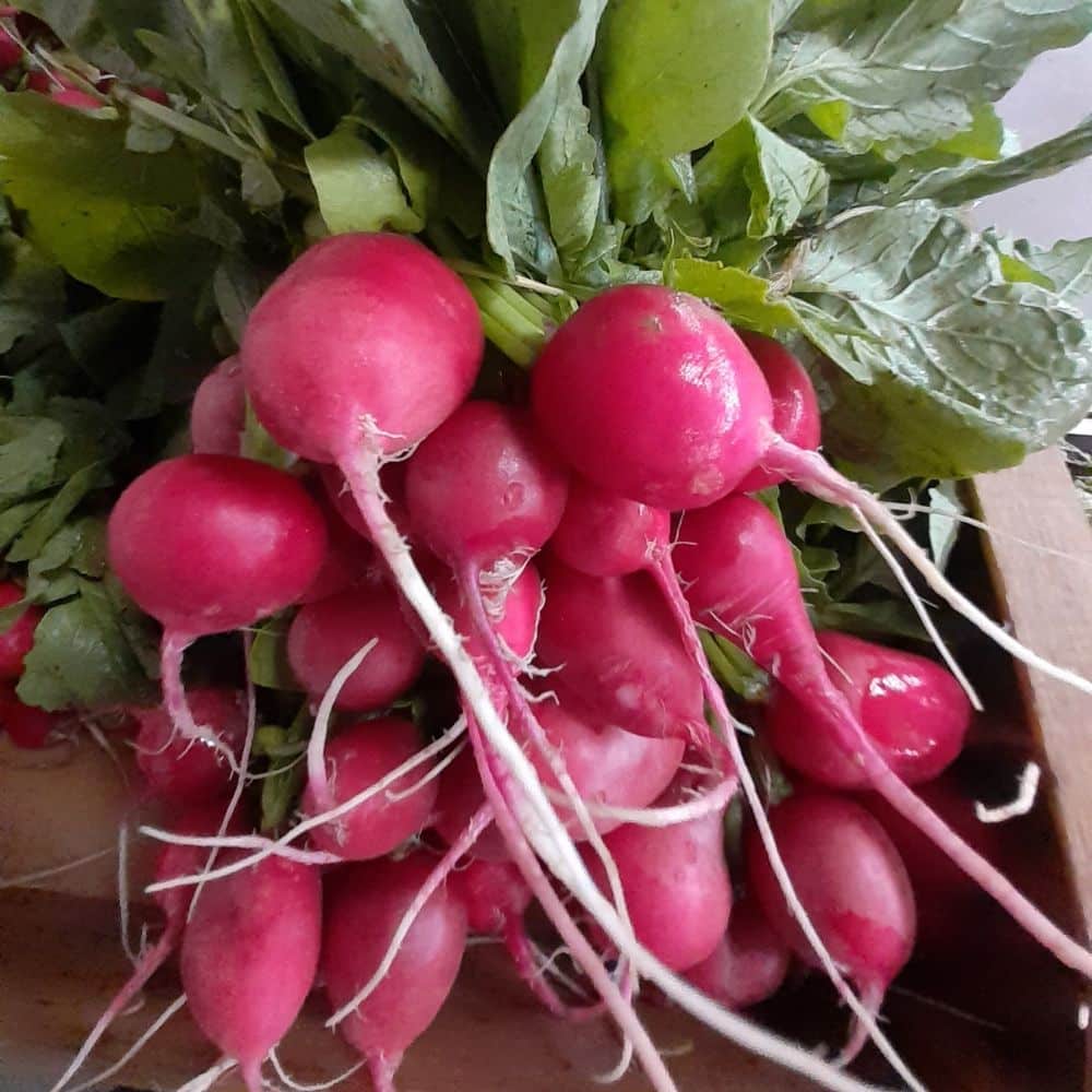 Radis botte - Norabio